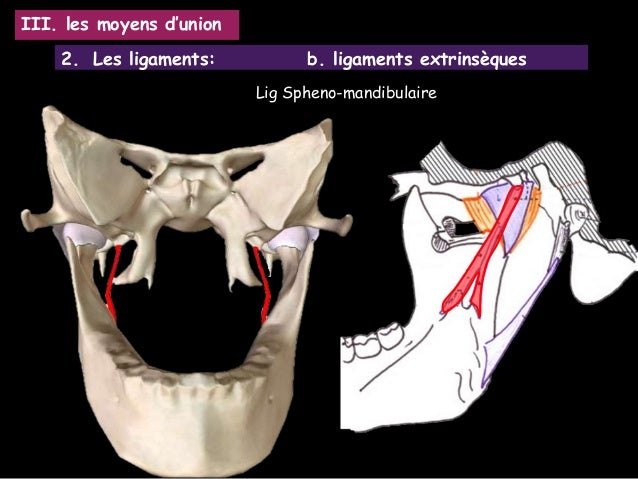 l'articulation temporo-mandibulaire