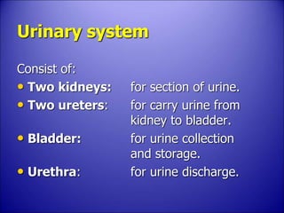 1. urinary tract infection (UTI) | PPT