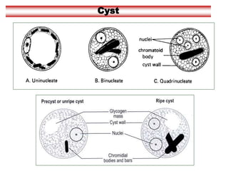 1. Entamoeba histolytica | PPTX
