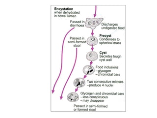 1. Entamoeba histolytica | PPTX