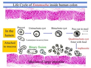 1. Entamoeba histolytica | PPTX