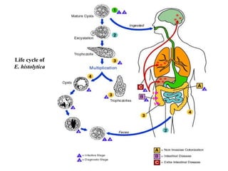 Entamoeba Histolytica Life Cycle