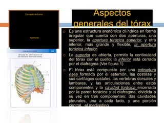 1 1c-torax, region pectoral mama y musculos region pectoral - copy | PPTX