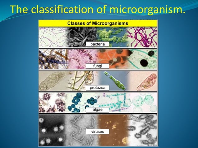 microorganism and their effect on living things | PPTX