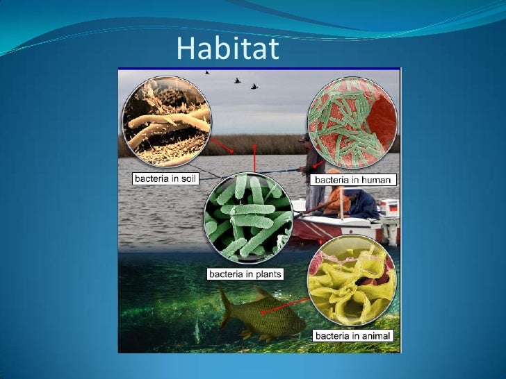 1.1 classification of microbes