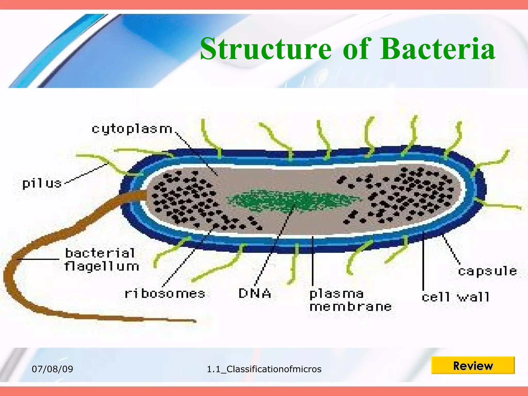 1.1 Classsification Of Microorganisms | PPT