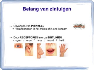 Inleiding zintuigen | PPT