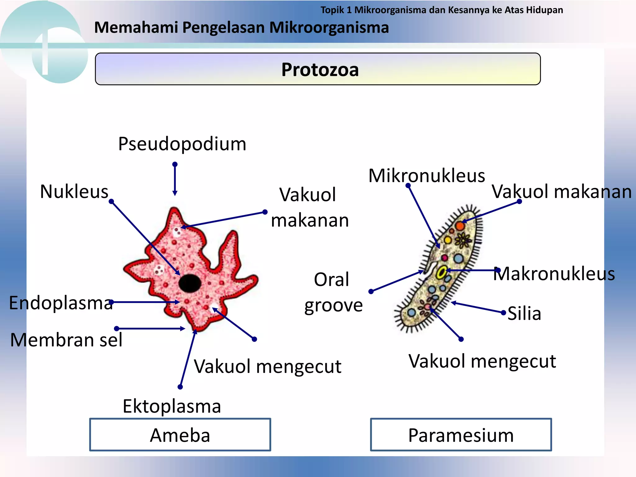 1.1 pengelasan mikroorganisma | PPTX