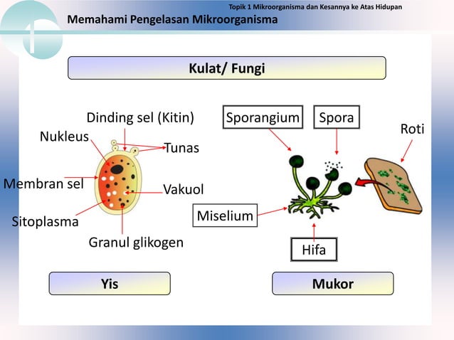1.1 pengelasan mikroorganisma | PPTX