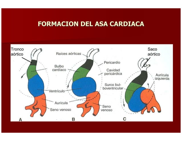 1-2-embriologia-del-ap-cardiovascular.pdf