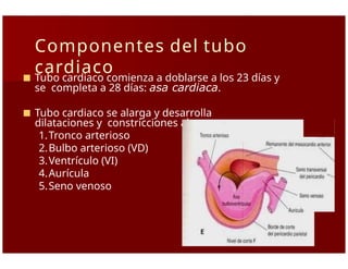 1-2-embriologia-del-ap-cardiovascular.pptx