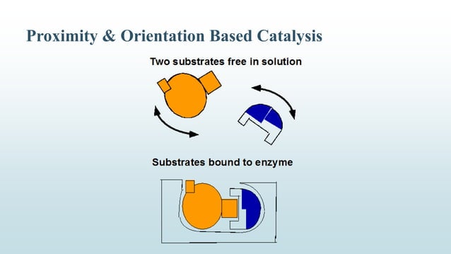 Basics of Enzyme Catalysis | PPTX