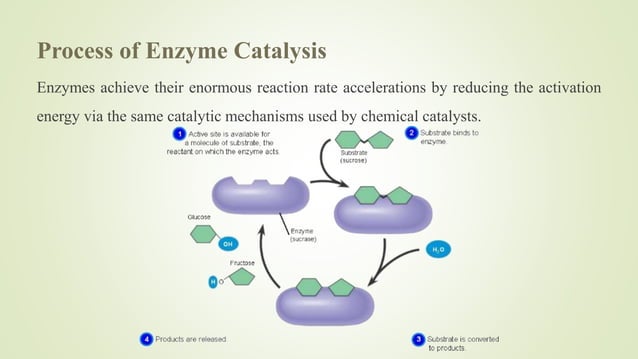 Basics of Enzyme Catalysis | PPTX