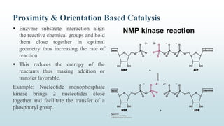 Basics of Enzyme Catalysis | PPT