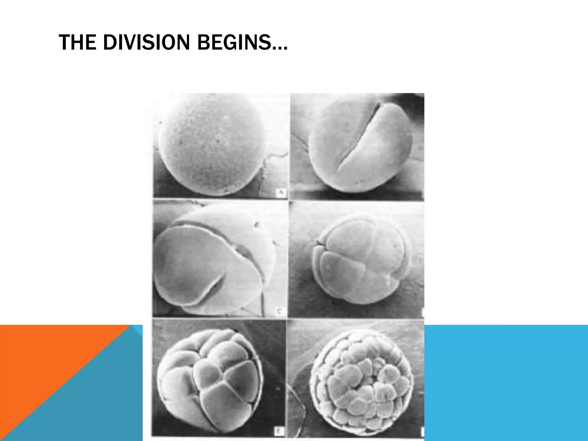 Intra uterine development | PPTX