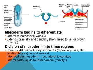 Intra uterine development | PPTX