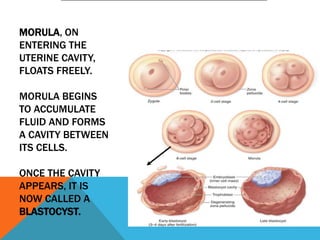 Intra uterine development | PPTX