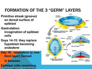 Intra uterine development | PPTX