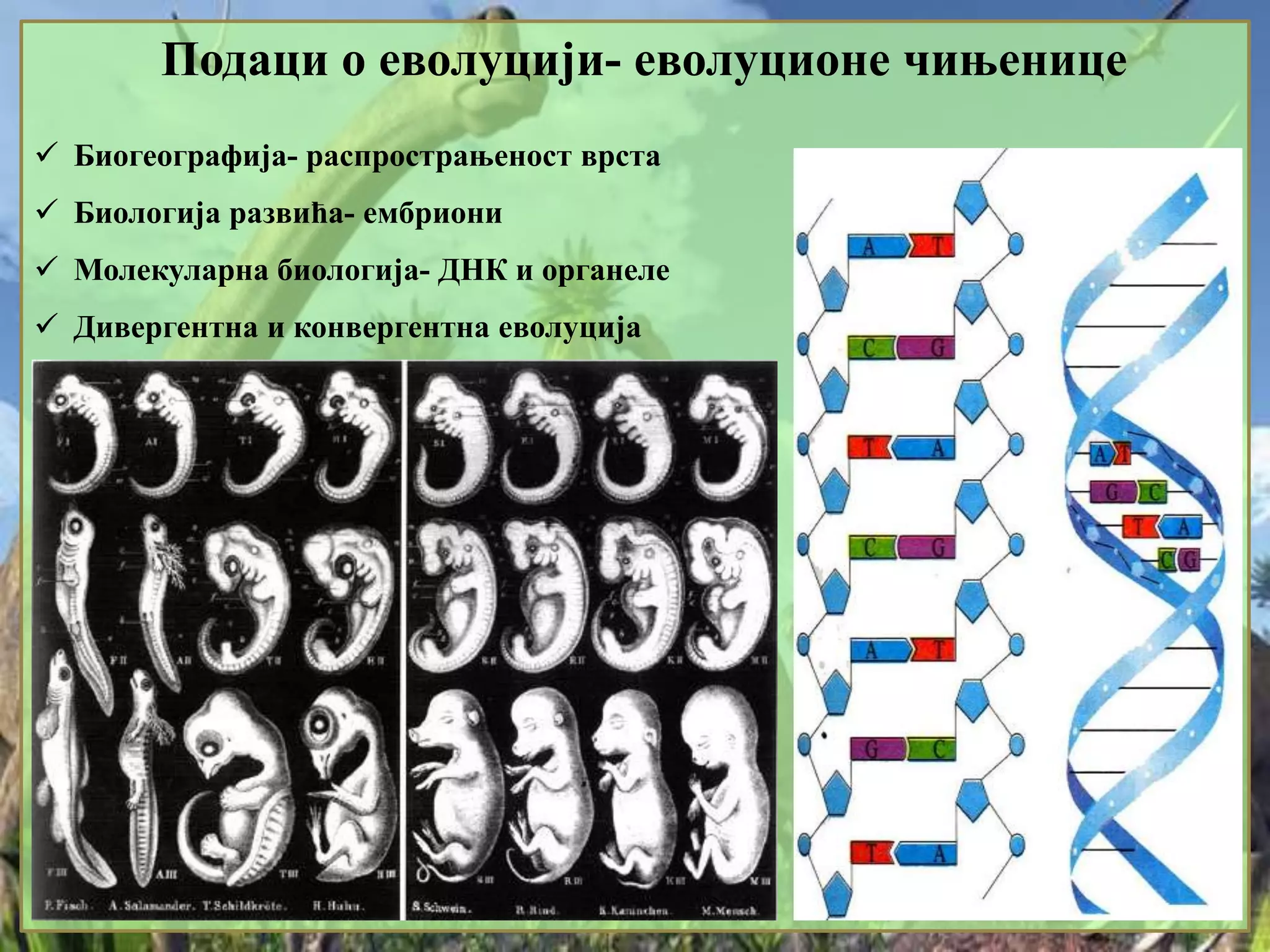 1. Podaci o evoluciji, hemijska i bioloska evolucija | PPT