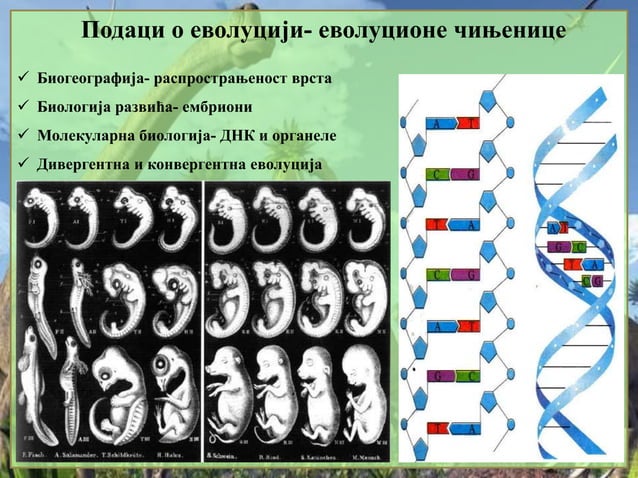 1. Podaci o evoluciji, hemijska i bioloska evolucija | PPT