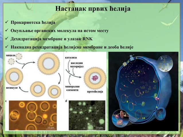 1. Podaci o evoluciji, hemijska i bioloska evolucija | PPT