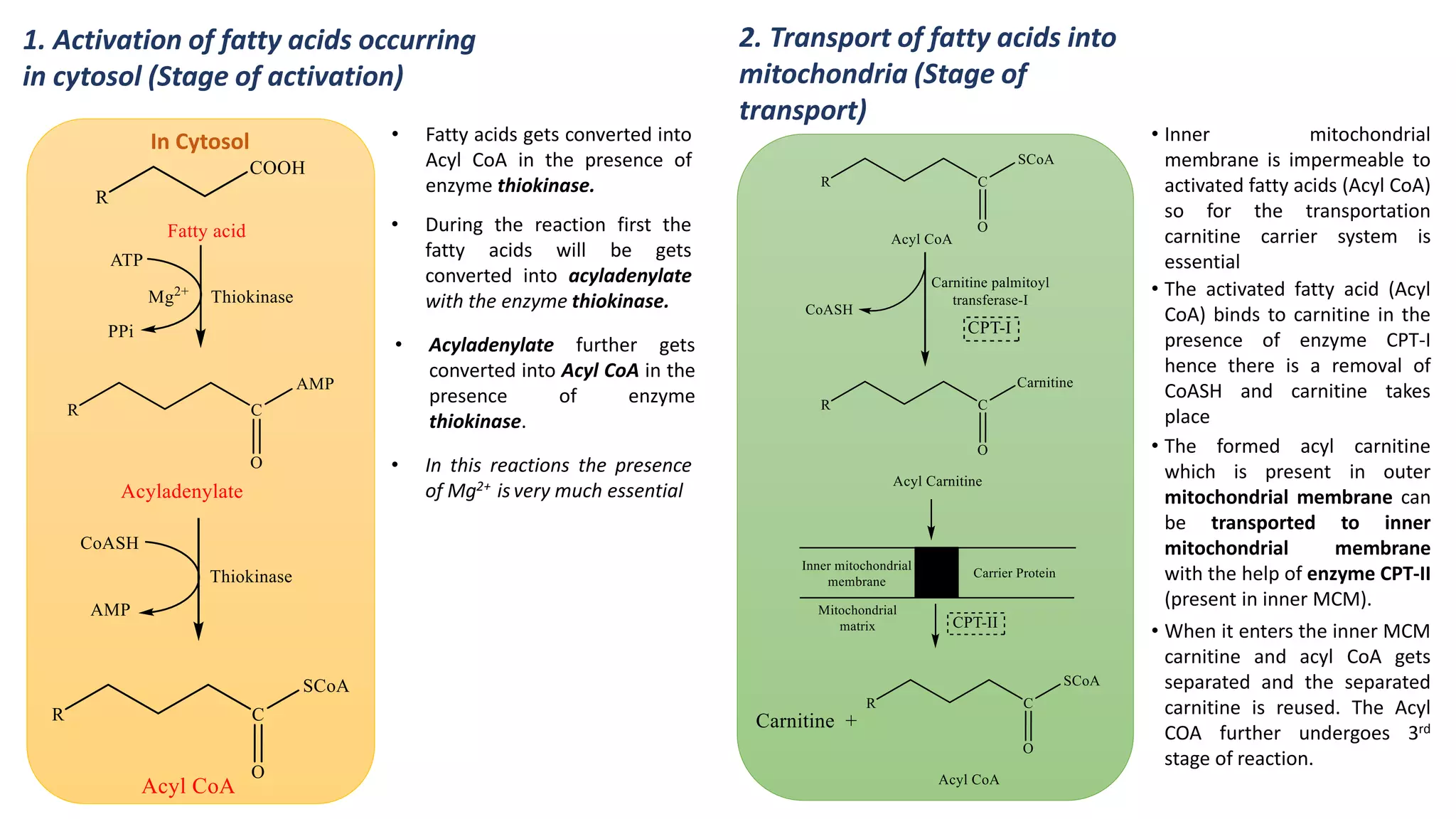 Lipid metabolism beta oxidation of fatty acids | PPTX