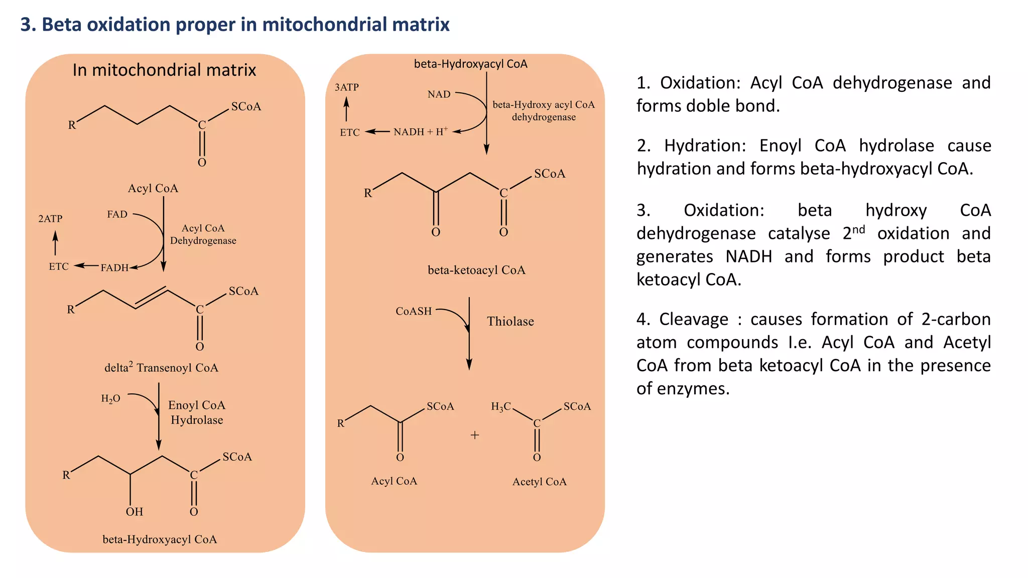 Lipid metabolism beta oxidation of fatty acids | PPTX | Endocrine and ...