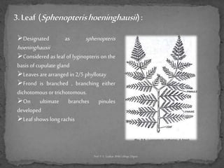 1.3.Fossil Gymnosperms B.Sc I Sem II SGBAU | PPSX