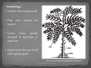 1.3.Fossil Gymnosperms B.Sc I Sem II SGBAU | PPSX