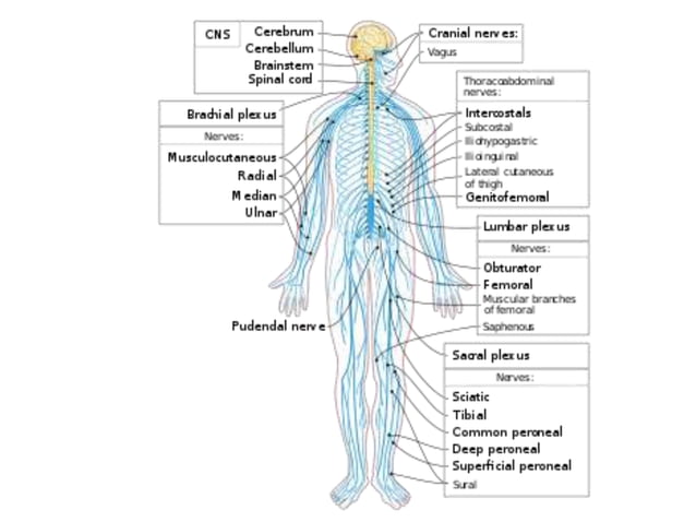 Central Nervous system review | PPT
