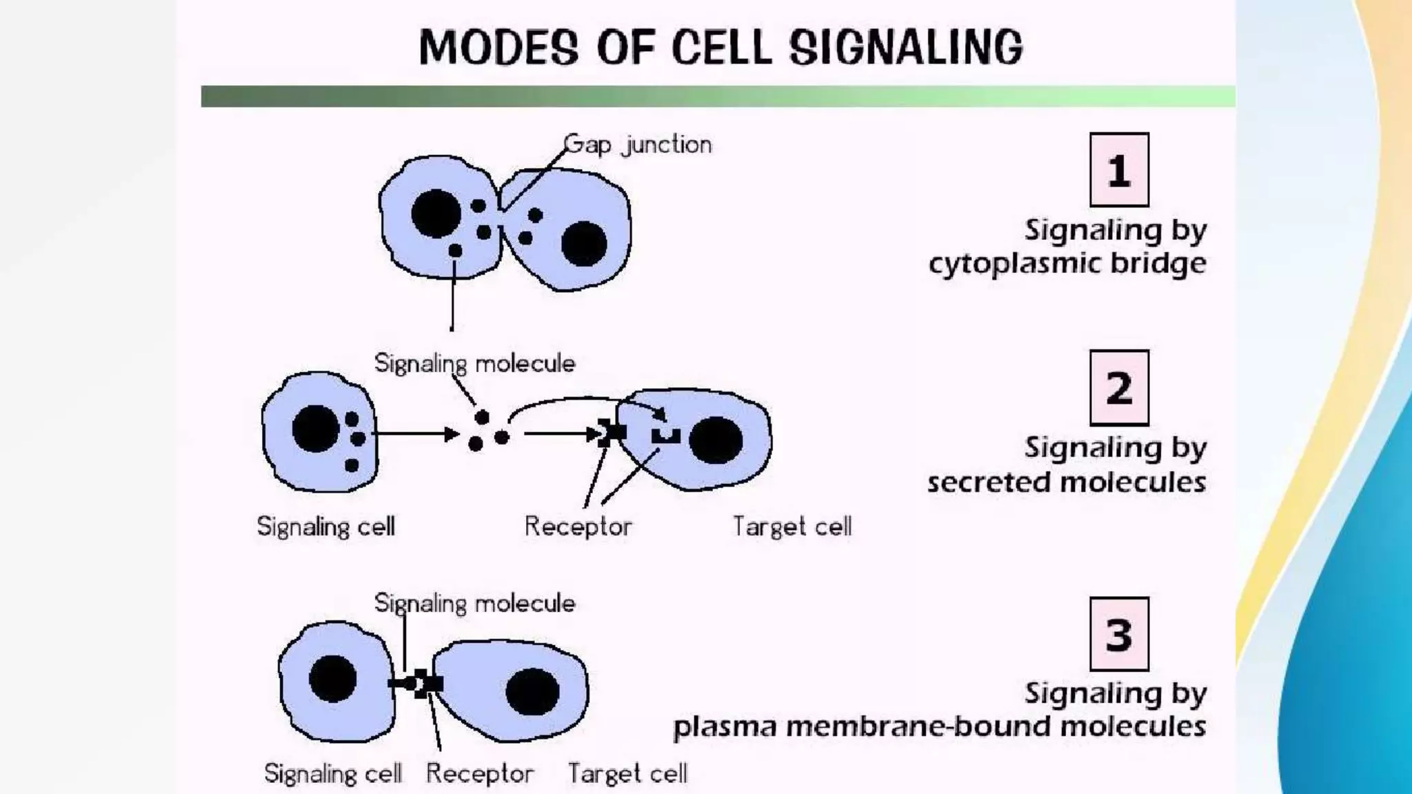 Cell Signaling | Steps Involved | Types | Receptors | Signal ...