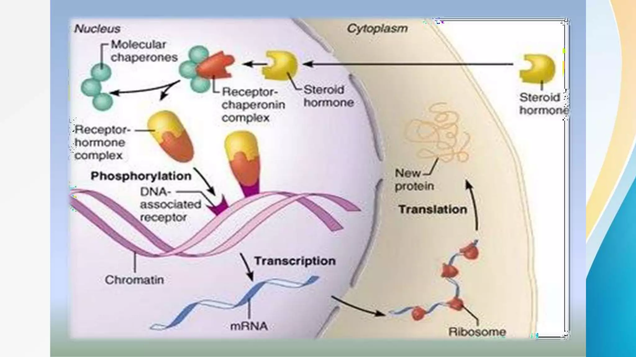Cell Signaling | Steps Involved | Types | Receptors | Signal ...