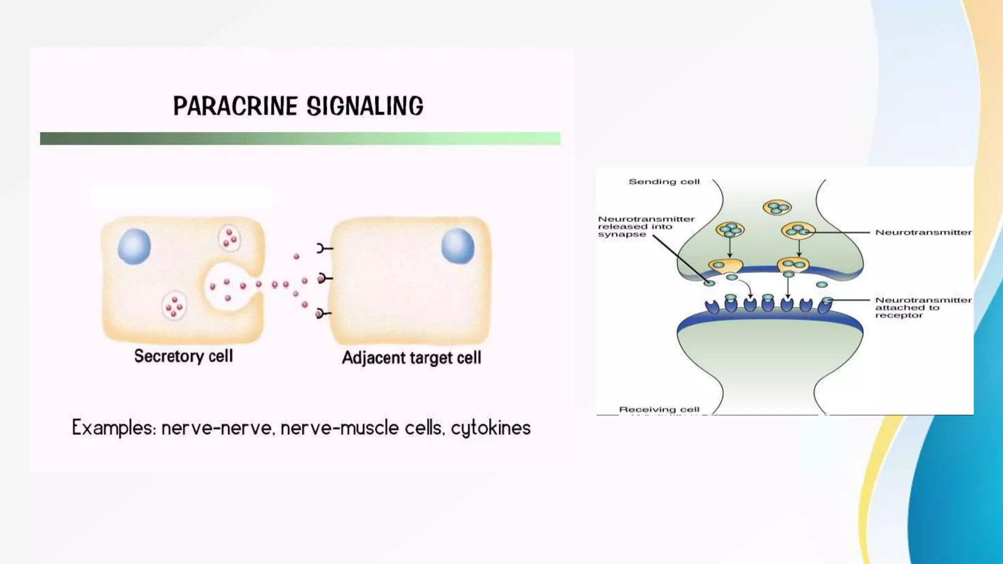 Cell Signaling | Steps Involved | Types | Receptors | Signal ...