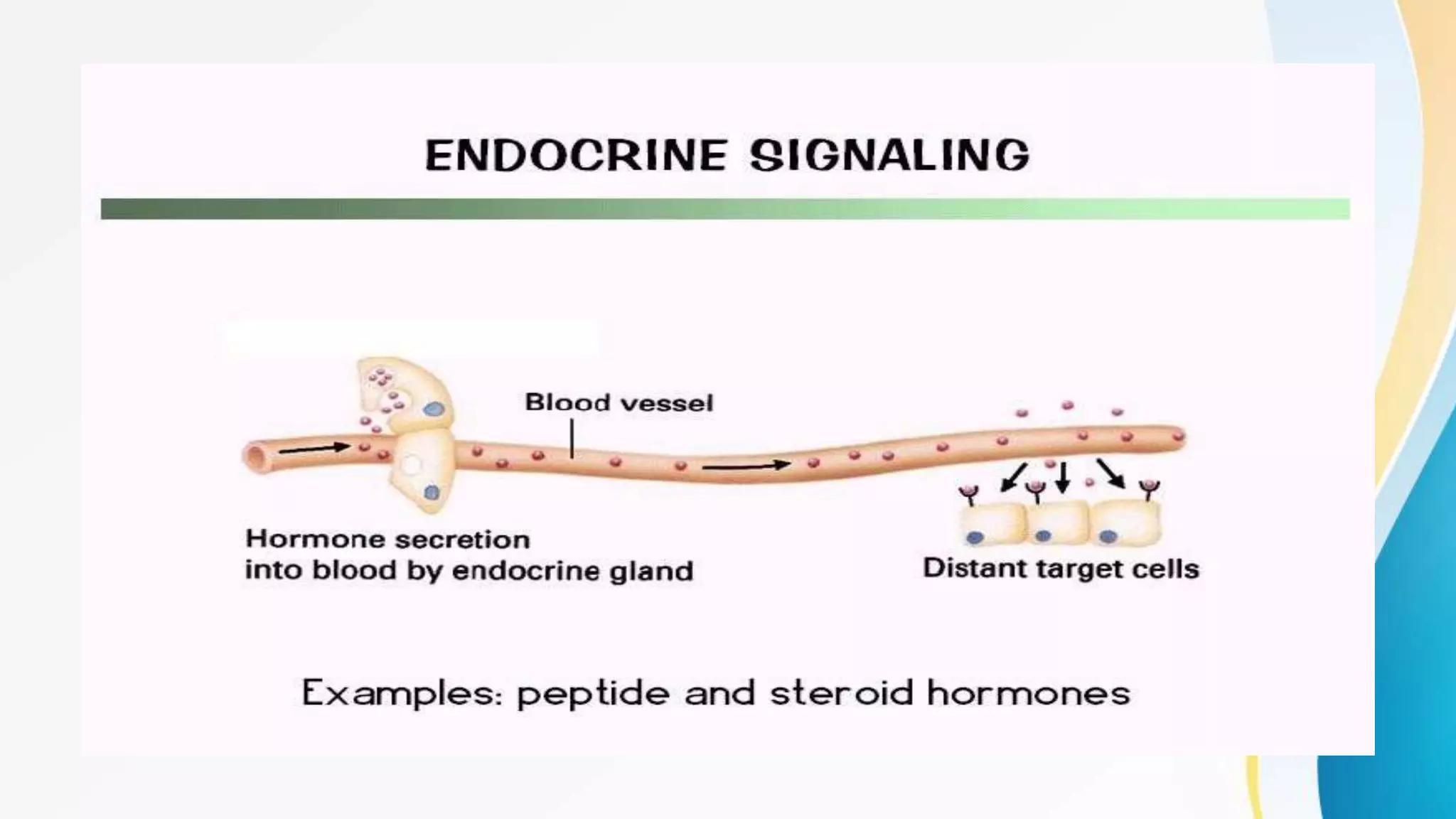 Cell Signaling | Steps Involved | Types | Receptors | Signal ...