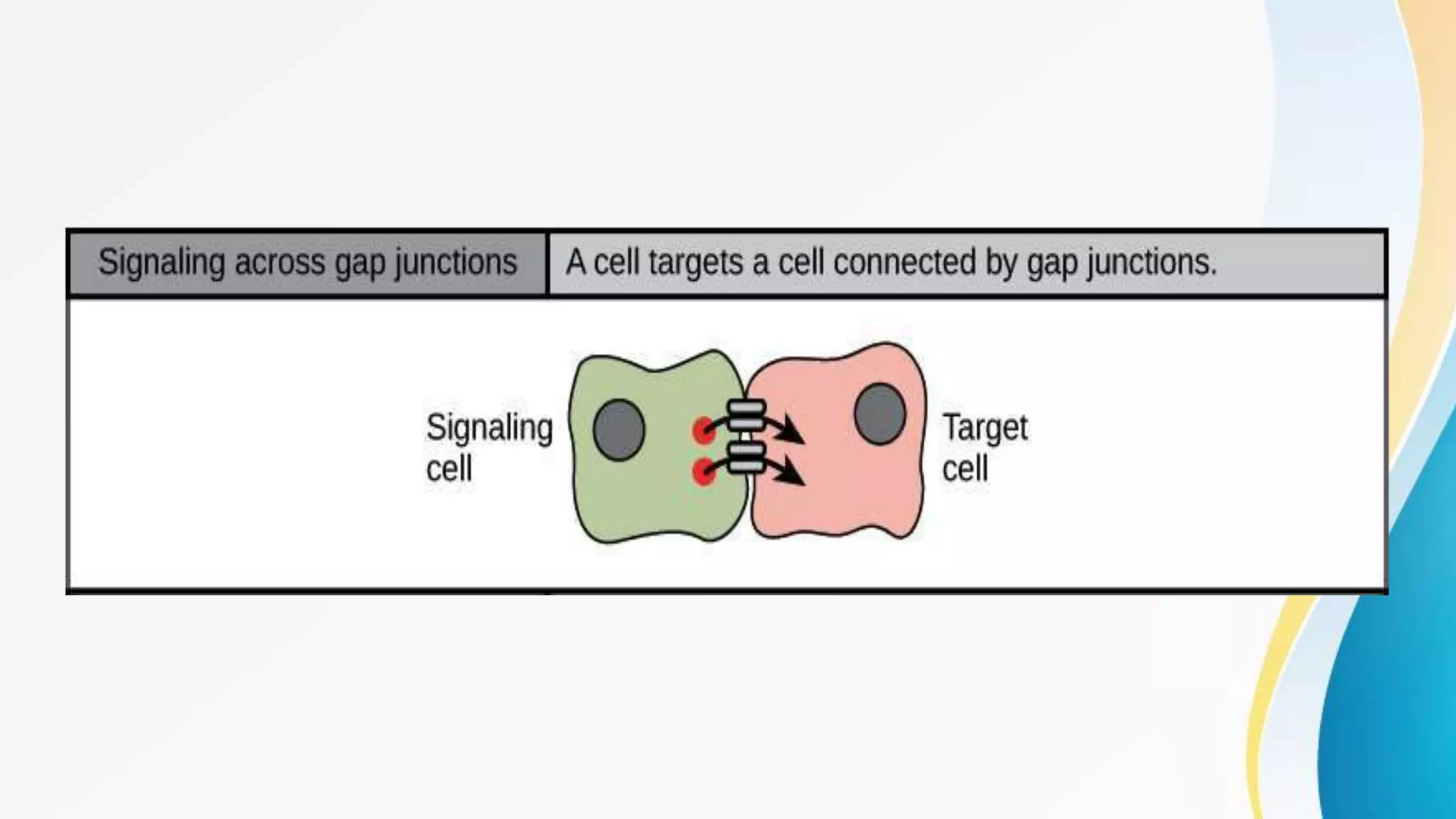 Cell Signaling | Steps Involved | Types | Receptors | Signal ...