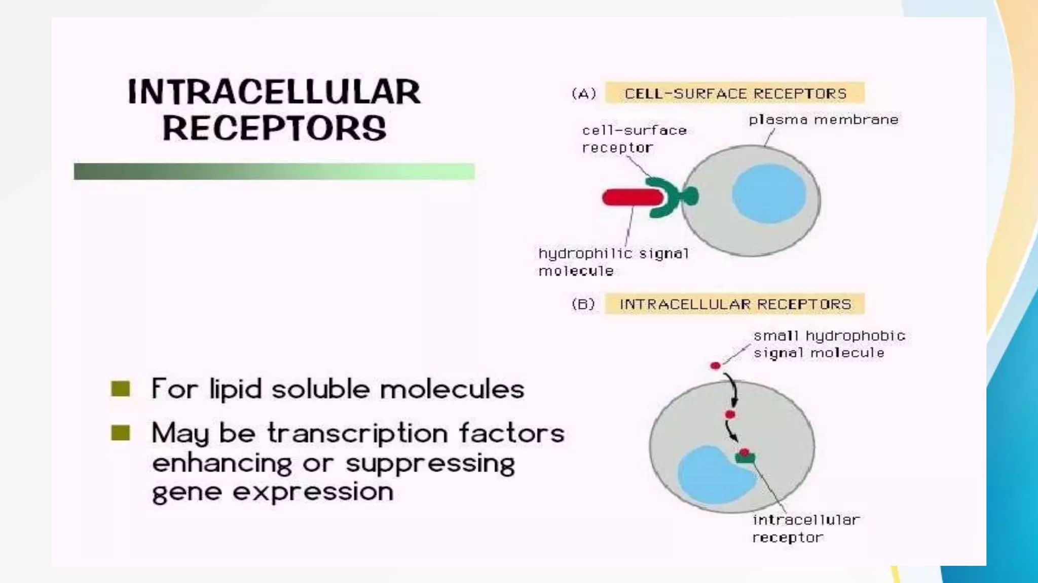 Cell Signaling | Steps Involved | Types | Receptors | Signal ...