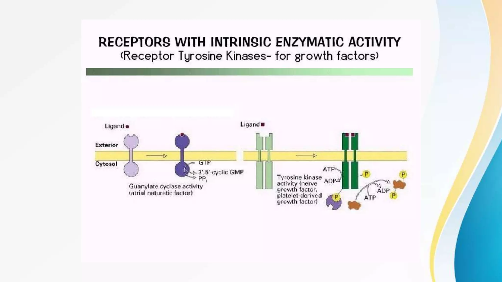 Cell Signaling | Steps Involved | Types | Receptors | Signal ...