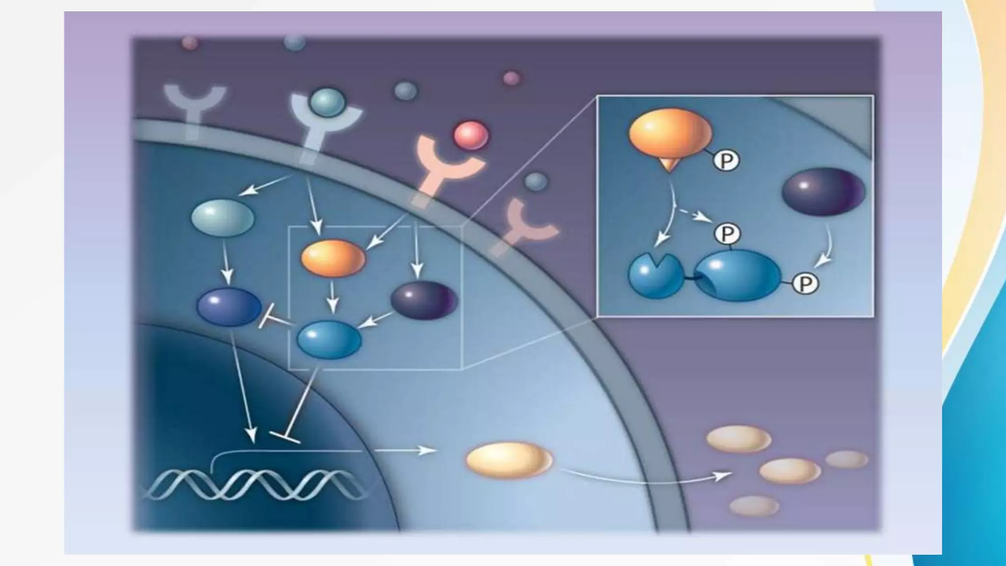 Cell Signaling | Steps Involved | Types | Receptors | Signal ...