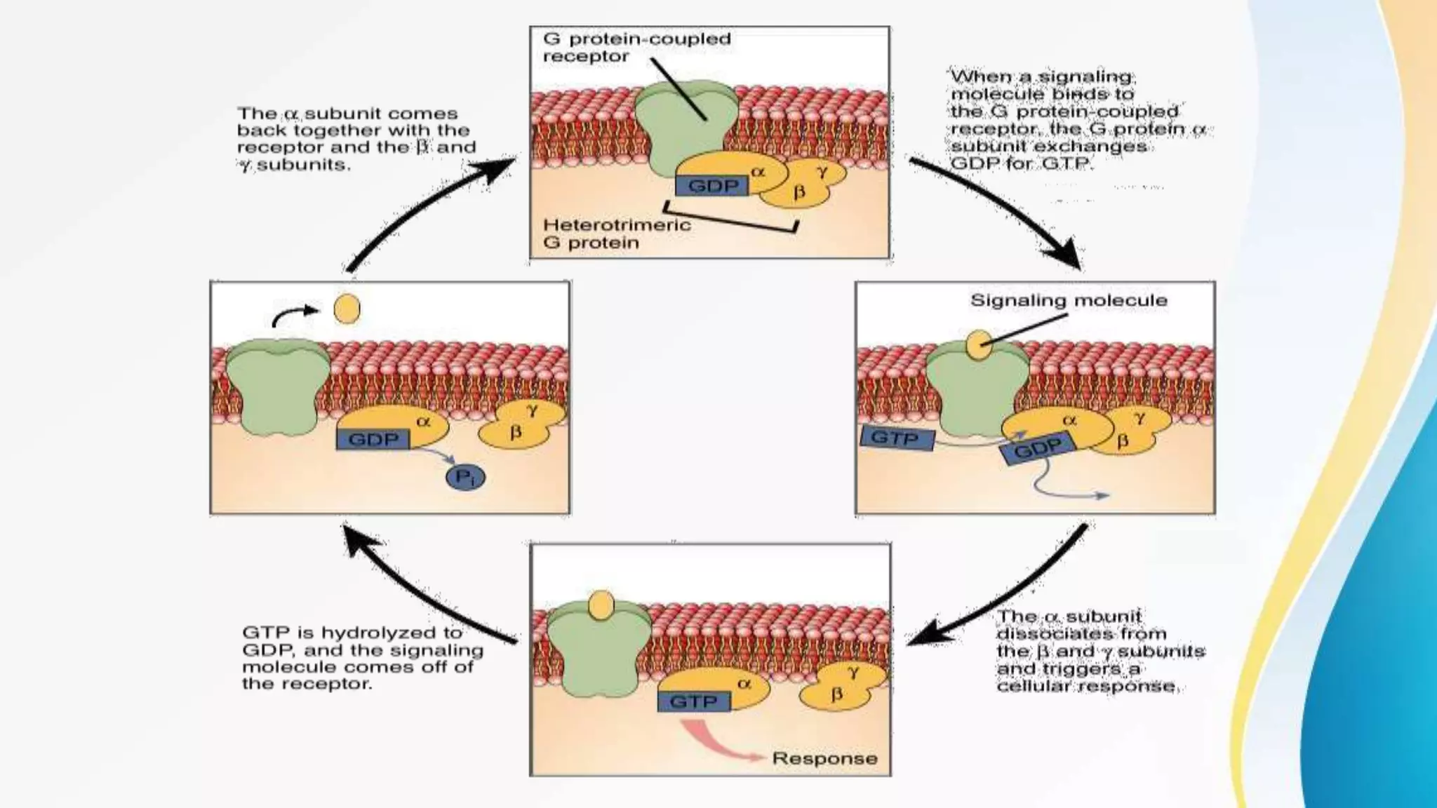 Cell Signaling | Steps Involved | Types | Receptors | Signal ...
