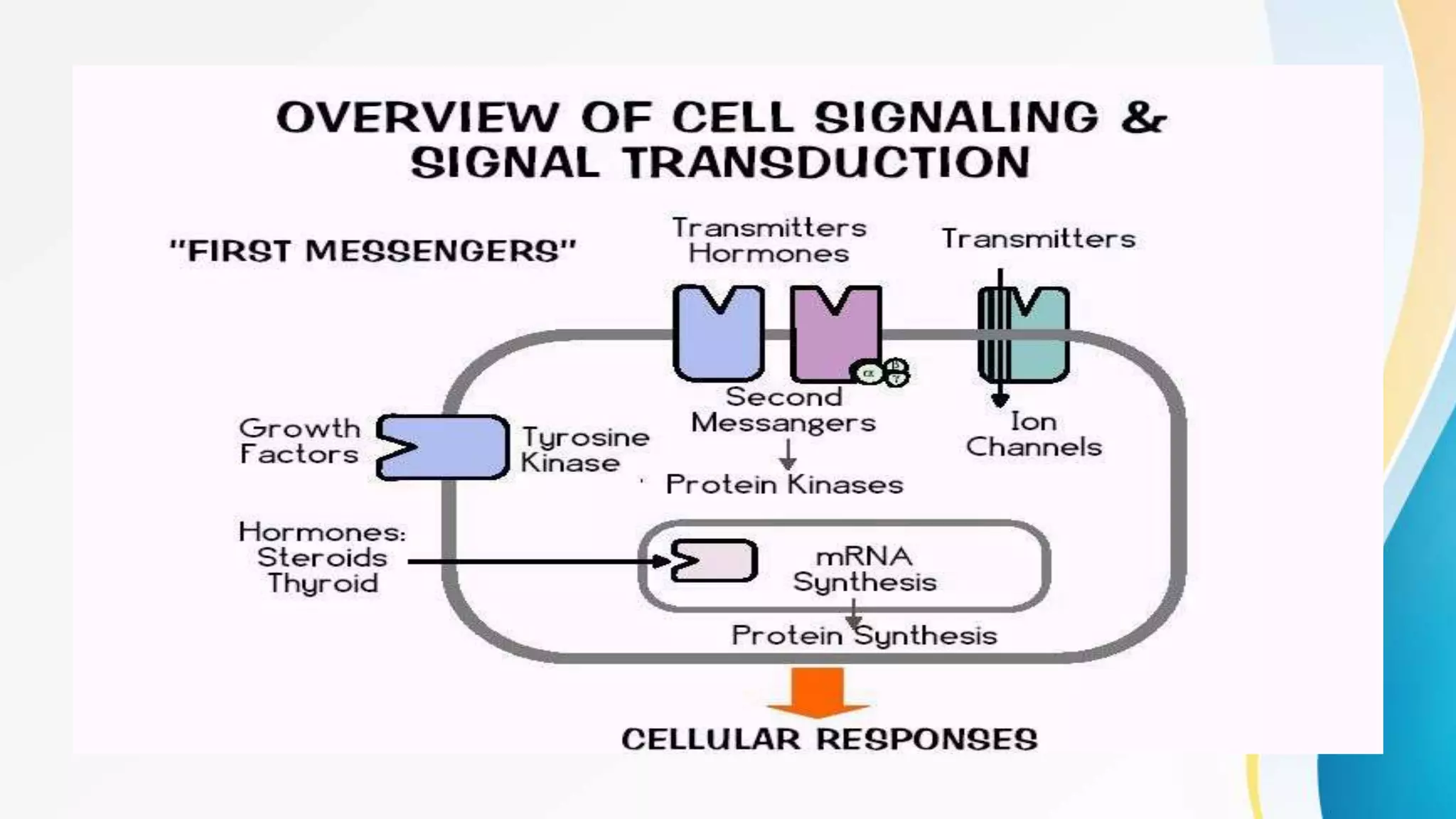 Cell Signaling | Steps Involved | Types | Receptors | Signal ...