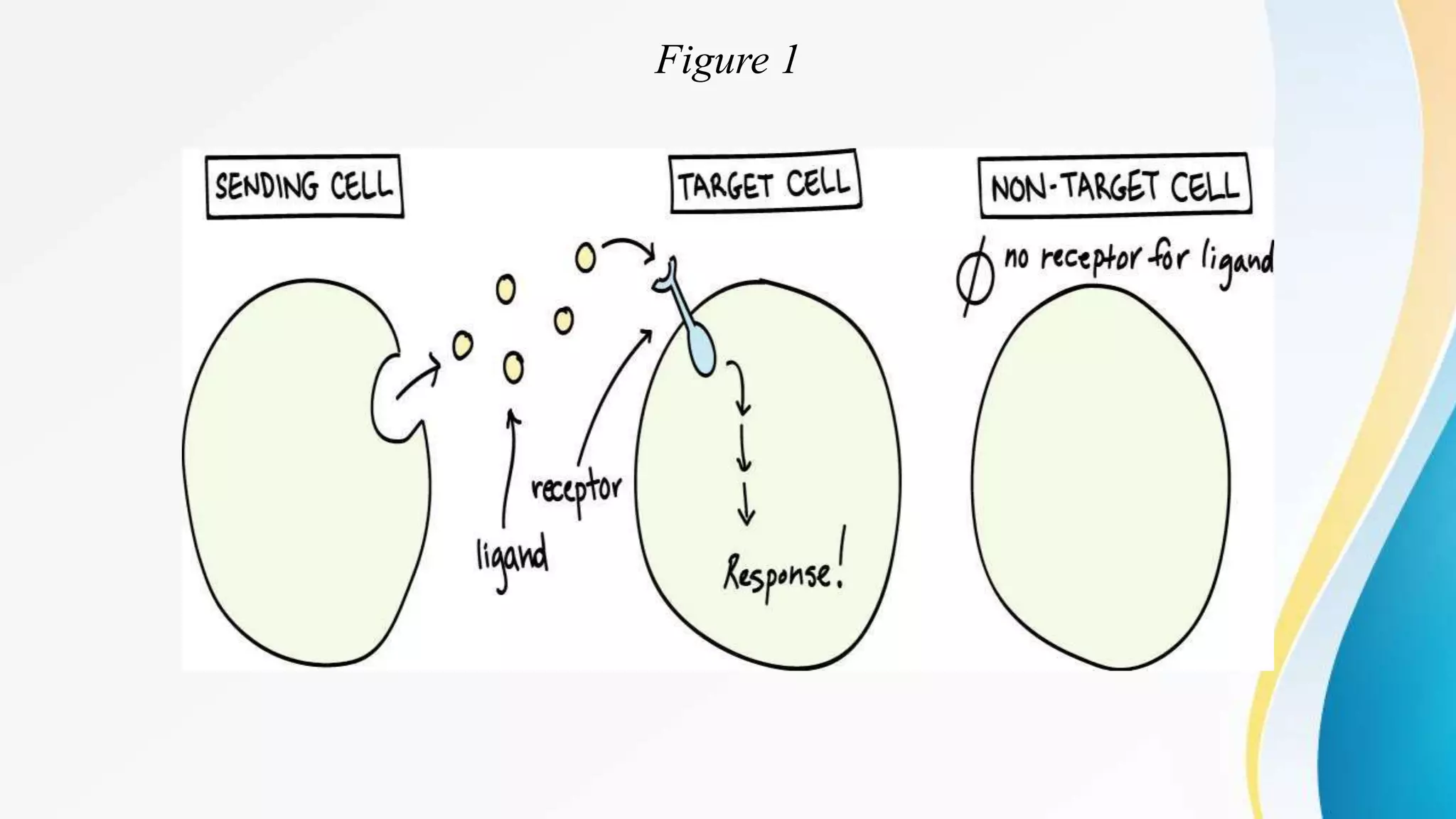 Cell Signaling | Steps Involved | Types | Receptors | Signal ...