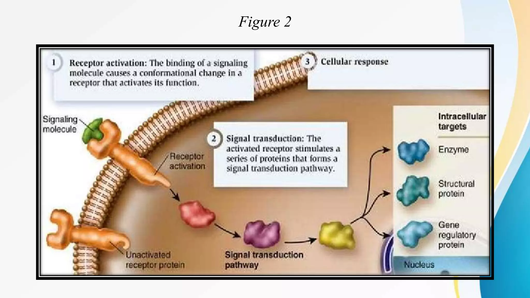 Cell Signaling | Steps Involved | Types | Receptors | Signal ...