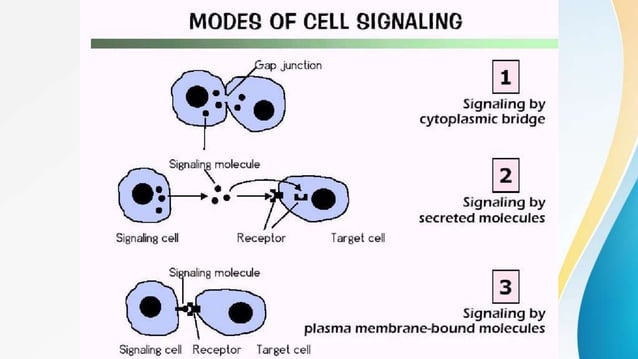 Cell Signaling | Steps Involved | Types | Receptors | Signal ...