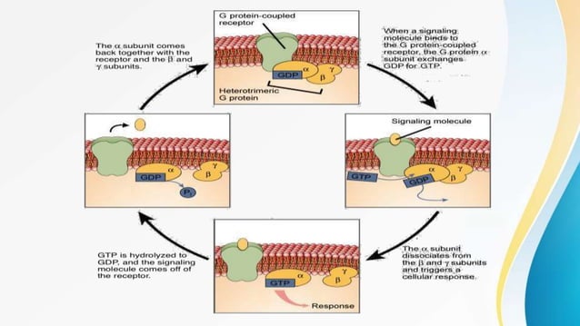 Cell Signaling | Steps Involved | Types | Receptors | Signal ...