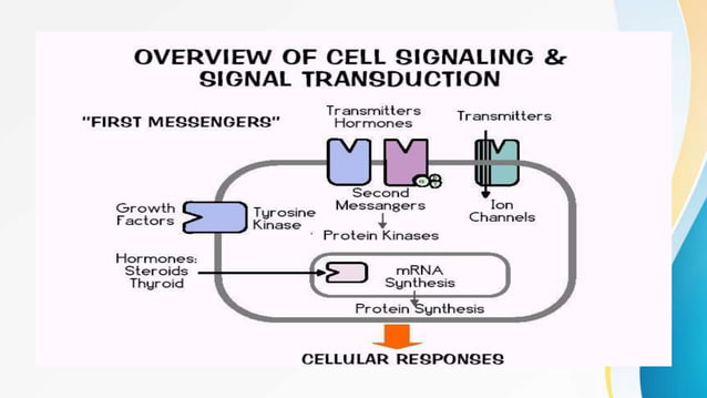Cell Signaling | Steps Involved | Types | Receptors | Signal ...