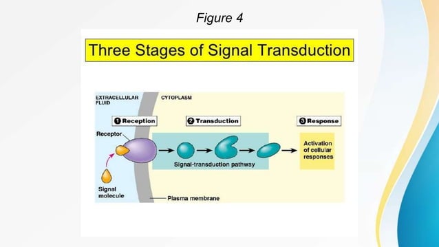 Cell Signaling | Steps Involved | Types | Receptors | Signal ...