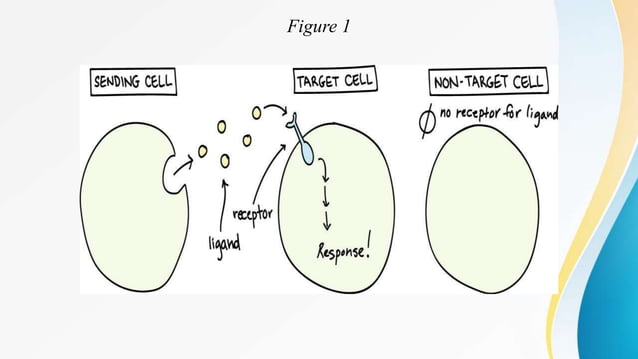 Cell Signaling | Steps Involved | Types | Receptors | Signal ...