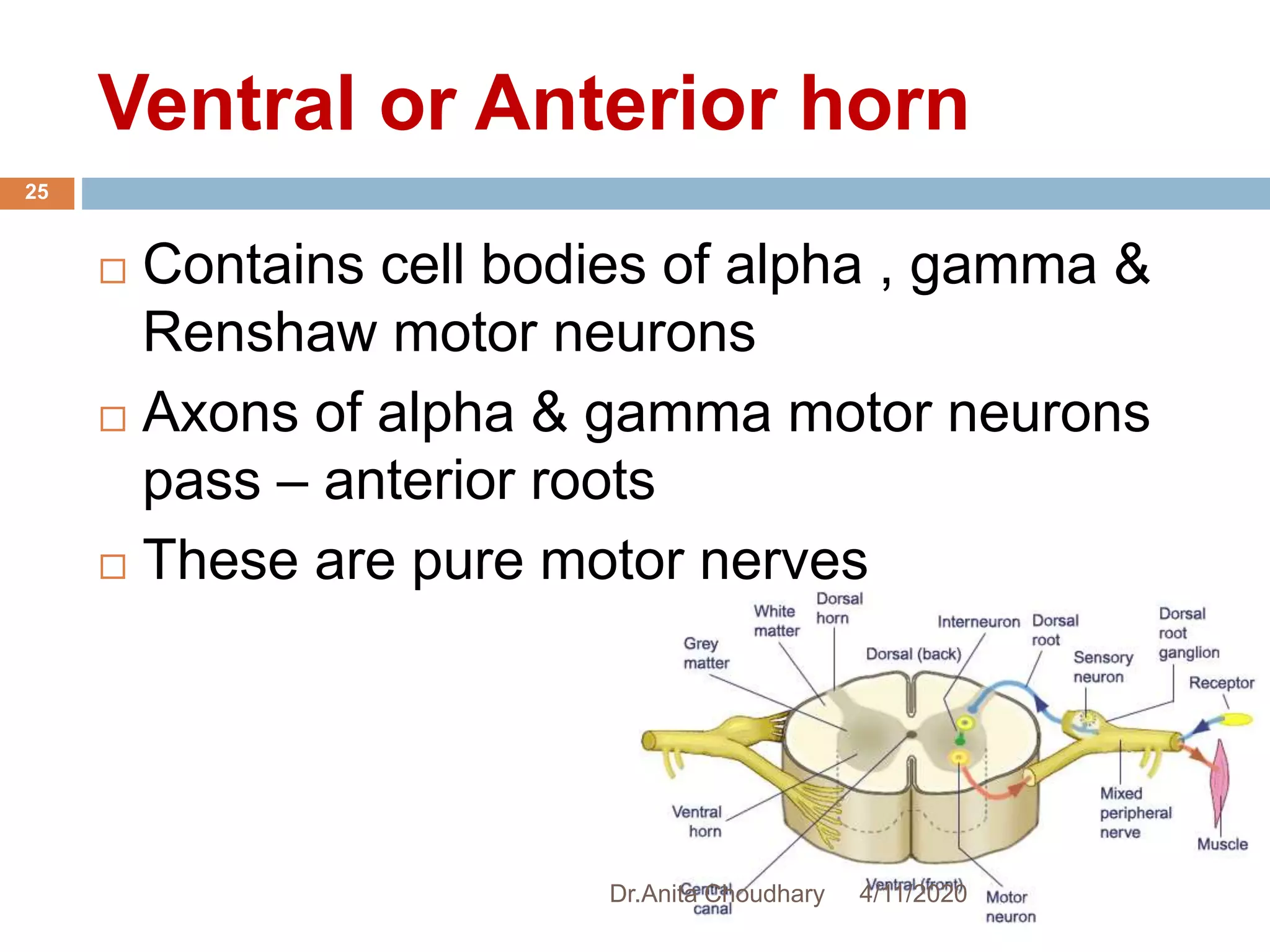 1. Central Nervous System - Functional Organization (Physiology) | PPTX