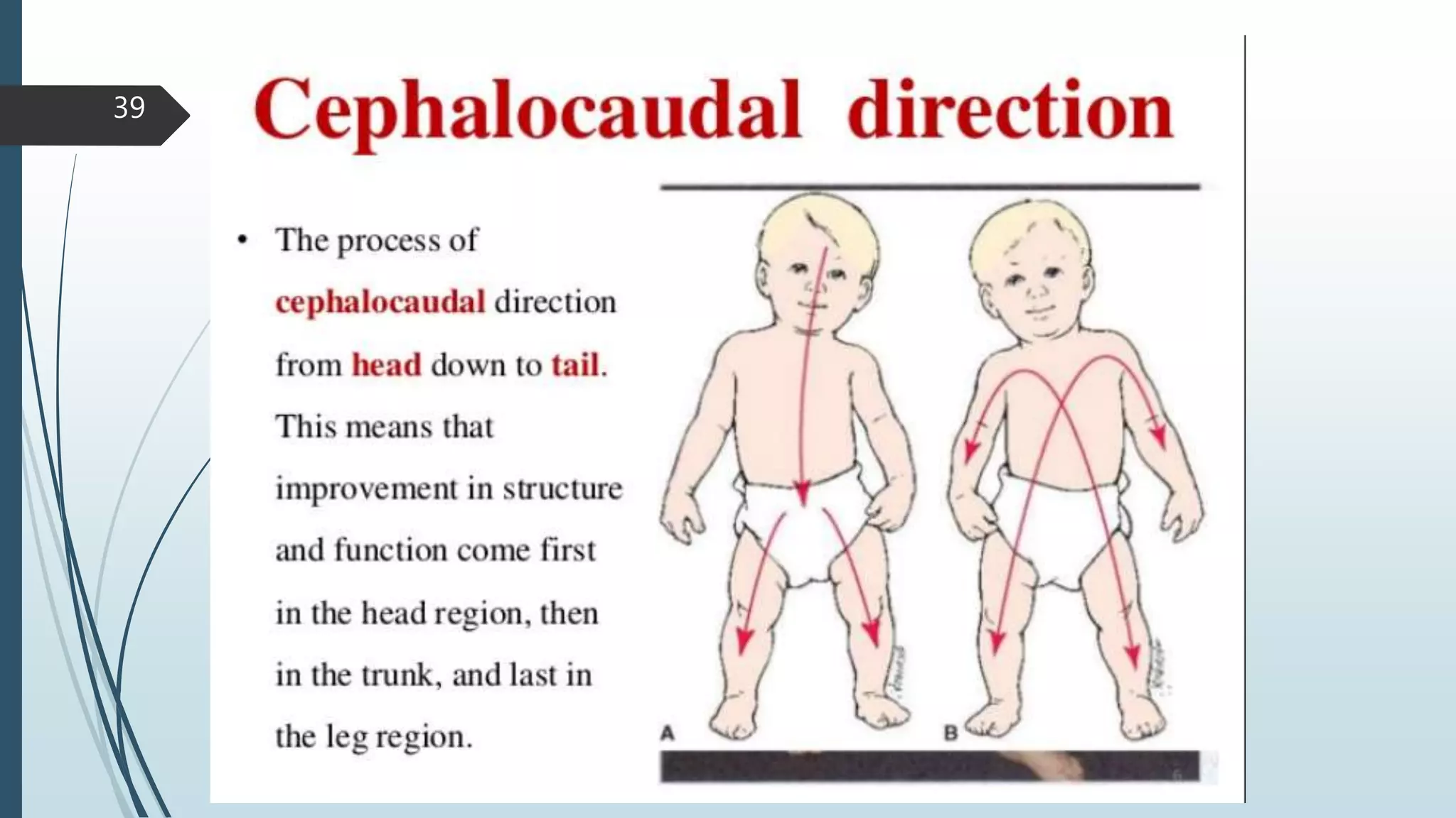 1. pedologic anatomy with special emphasis on its applied | PPTX