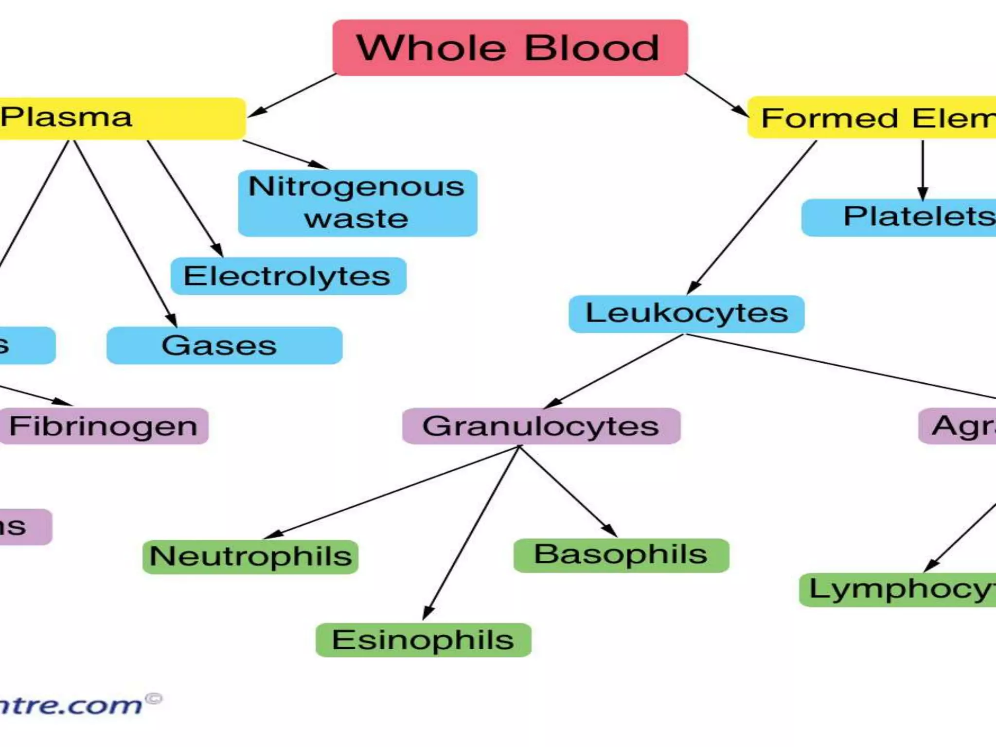 BLOOD composition&functions of blood,plasma proteins.(The Guyton and ...